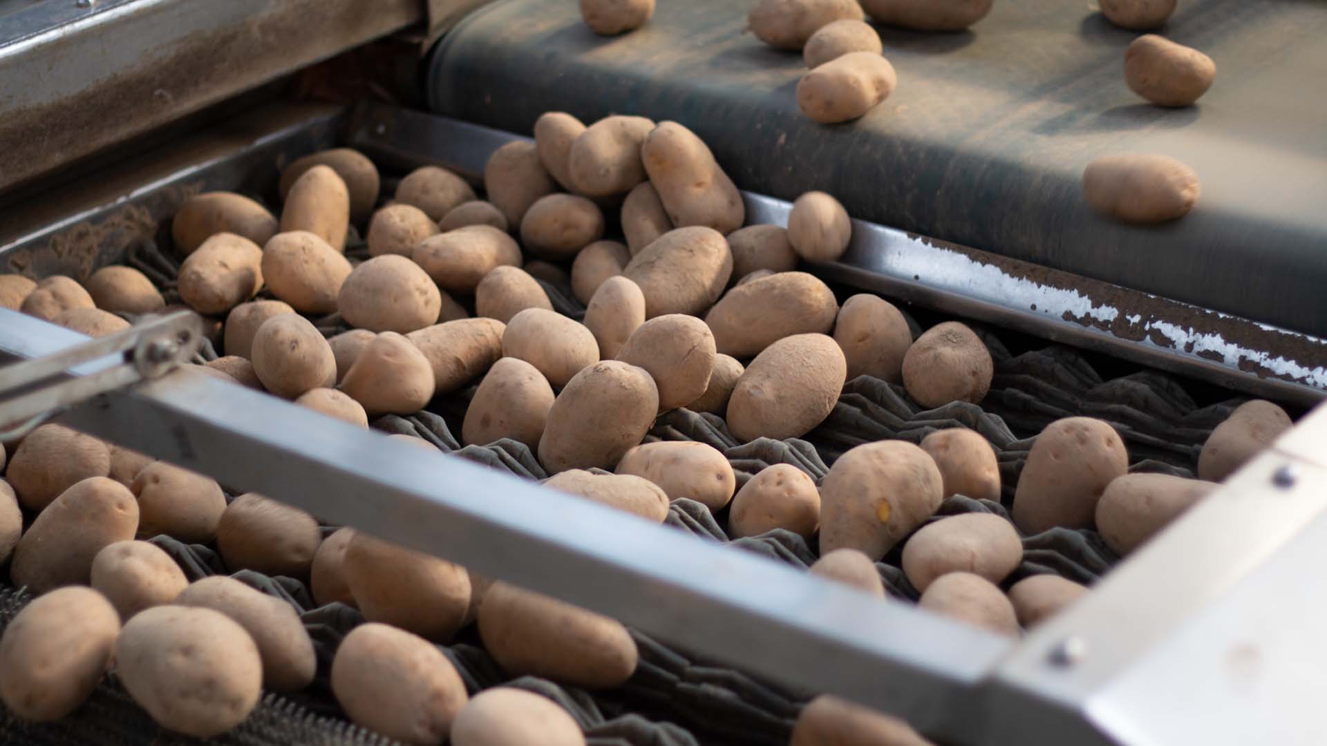 Maximize Your Potato Harvest: Tips to Avoid Bruising and Boost Profits
