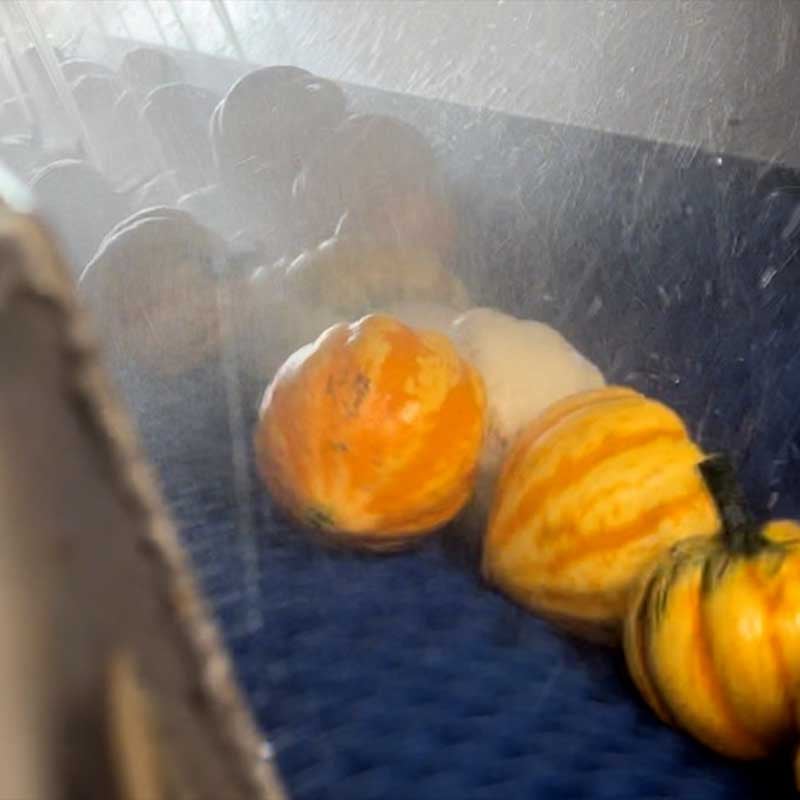 New for 2025: Smarter Pumpkin & Squash Cleaning Solutions from Wyma