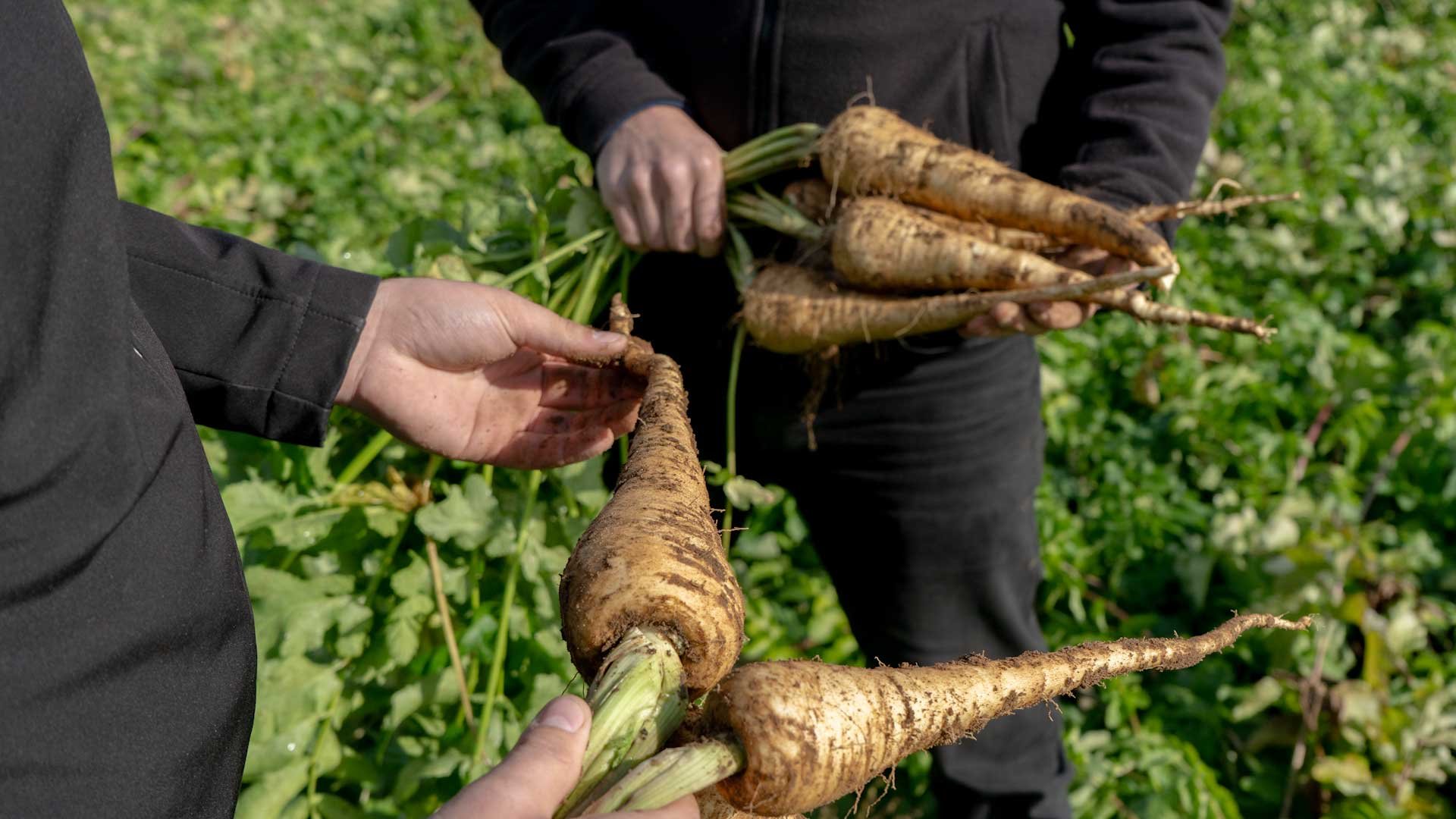 Greener Growth: Redefining Sustainability in Vegetable Processing